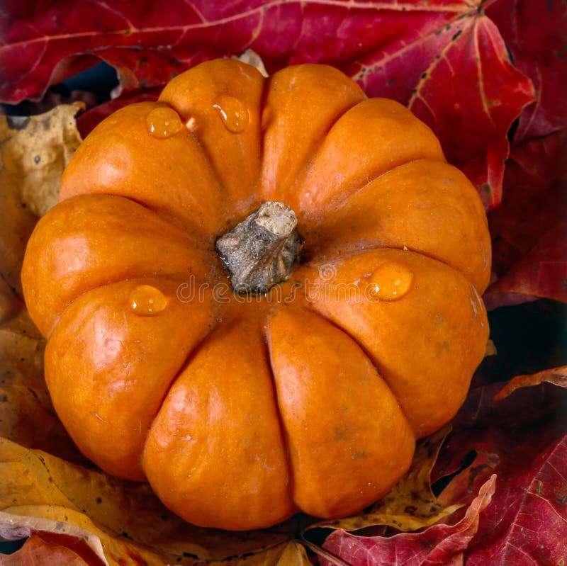 Autumn single pumpkin stock image. Image of leaves, food - 23426467