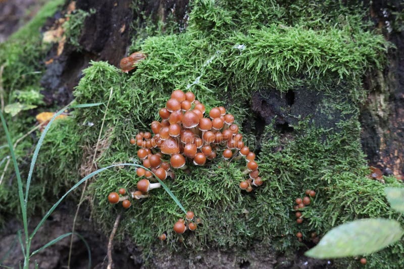 Autmn Skullcap Stock Photos - Free & Royalty-Free Stock Photos from ...