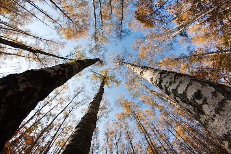 Autumn sky in birch forest stock photo. Image of nature - 21713832