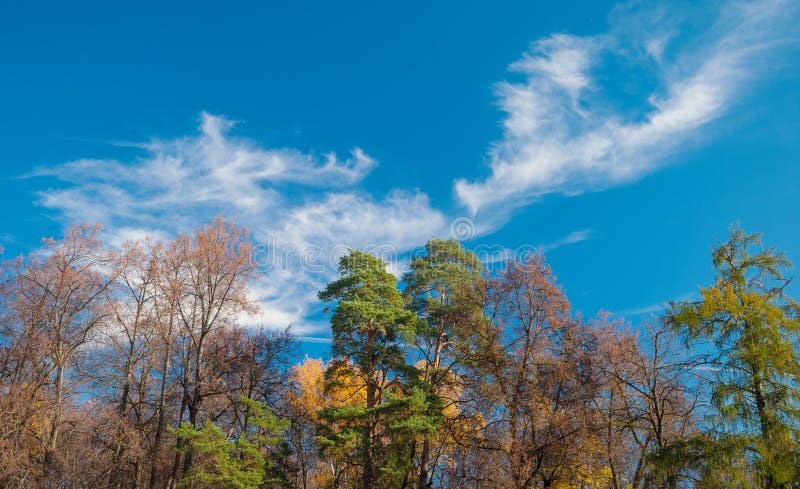 Autumn sky stock image. Image of yellow, nature, forest - 59073971