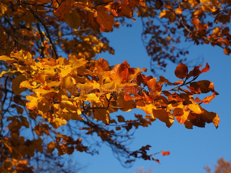 Autumn, Sky, Leaf, Branch stock photo. Image of spring - 99277636
