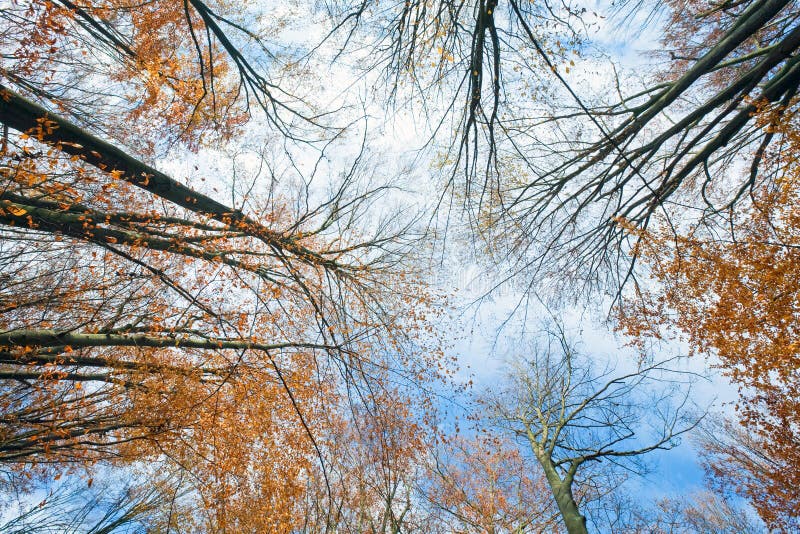 Autumn sky and tree tops stock photo. Image of plant - 18500762