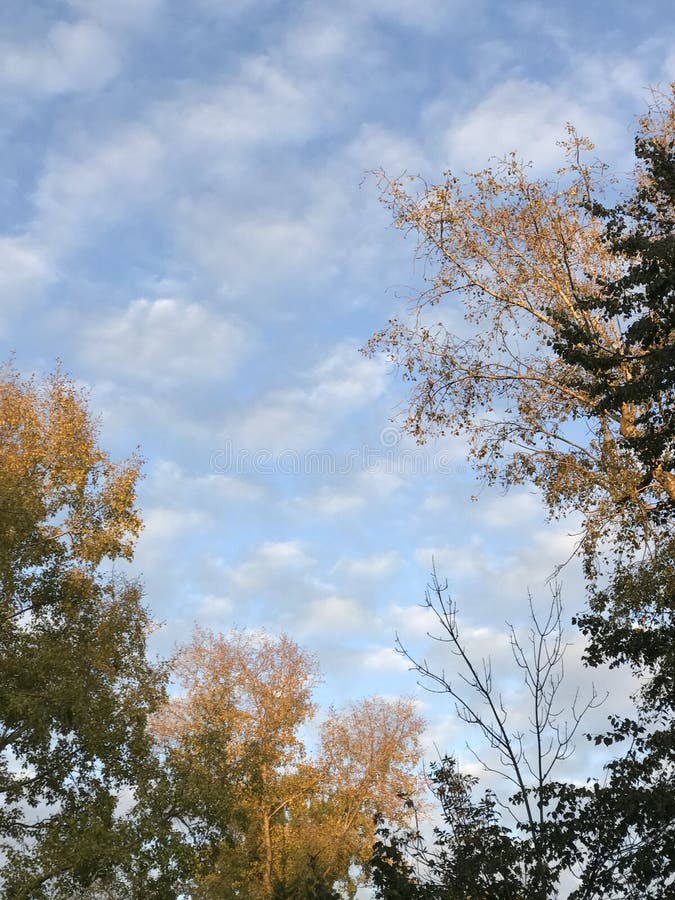 Autumn sky and trees stock image. Image of autumn, beautiful - 160115371