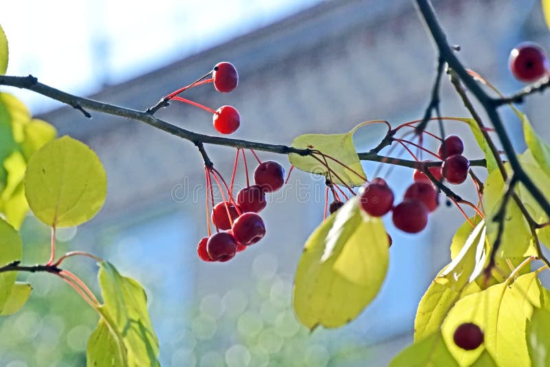 Autumn Small Town America stock photo. Image of outdoors - 28455838
