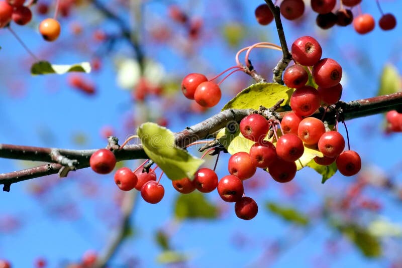 Autumn Small Wild Apples on the Branches Stock Image - Image of organic ...