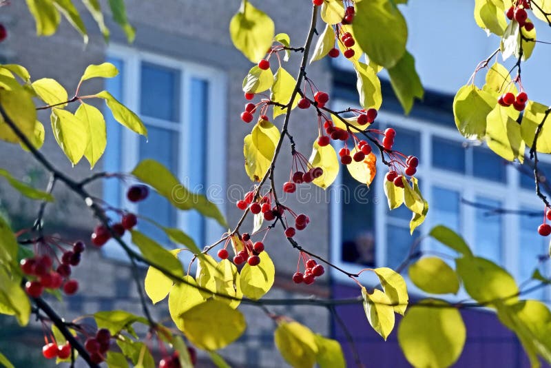 Autumn Small Town America stock photo. Image of outdoors - 28455838