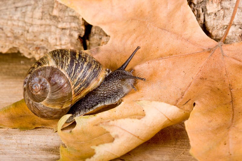 Autumn snail stock image. Image of slow, leaves, nature - 6057399