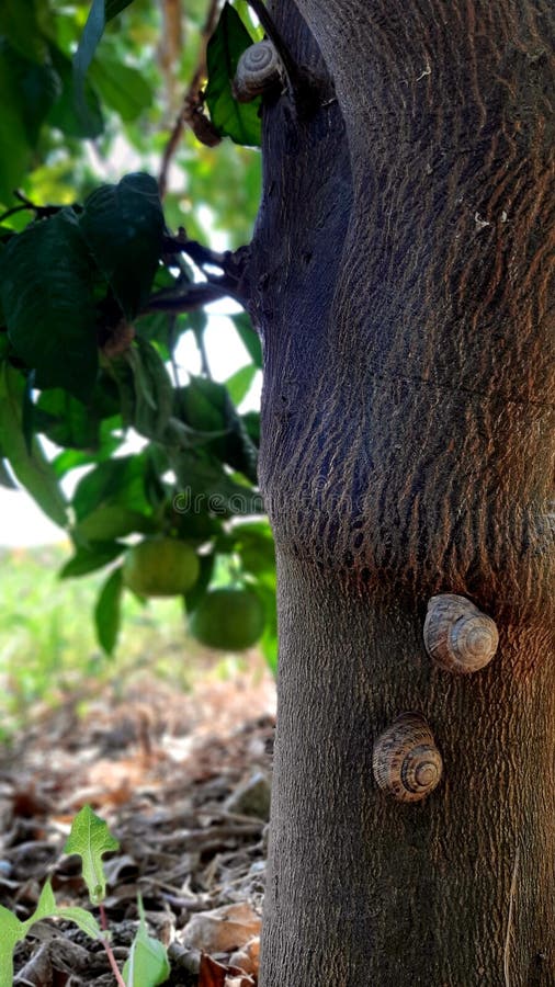 Autumn snails stock photo. Image of orange, nature, autumn - 198059534