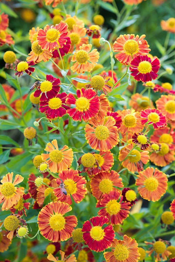 Autumn Sneezeweed Flowers, Helenium Autumnale Stock Photo - Image of ...
