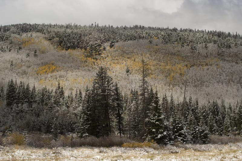 Autumn Snow stock image. Image of change, colorado, white - 13028679