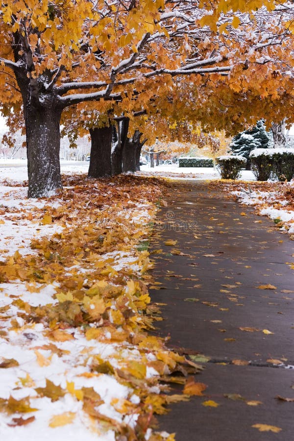 Autumn Snow stock image. Image of frozen, environmental - 16900405