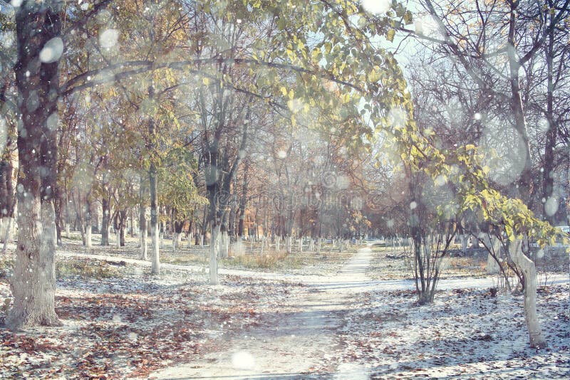 Autumn Snow Park stock photo. Image of forest, nature - 56909714