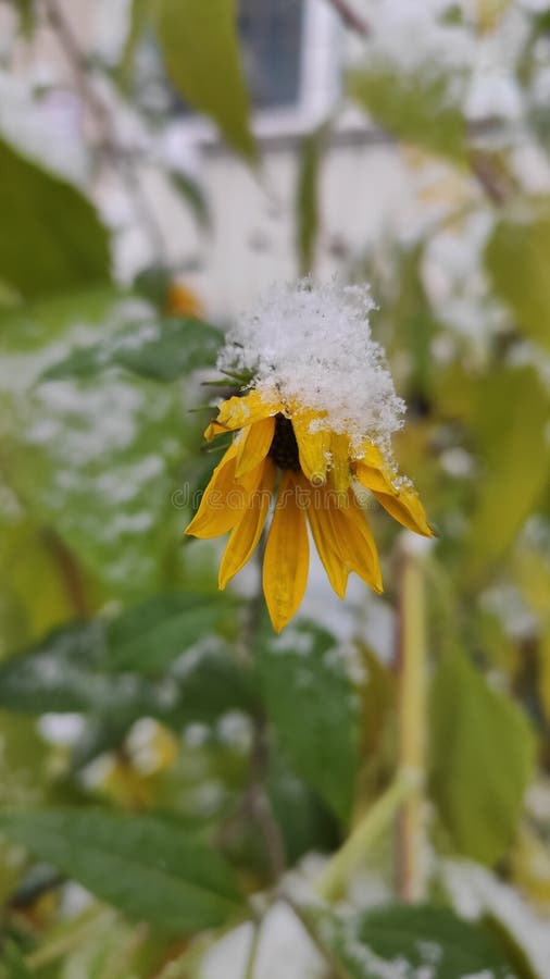 Autumn snow yellow flower stock photo. Image of nature - 202288094