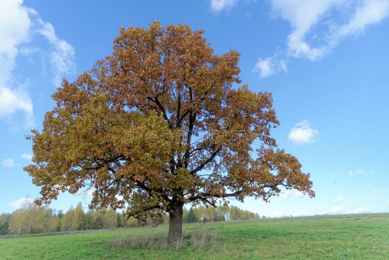 Autumn Solitary Oak in the Middle of the Field. Stock Photo - Image of ...