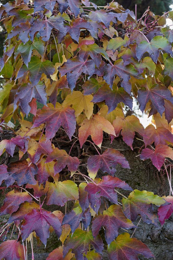 Autumn stock image. Image of nature, november, autumn - 202648349