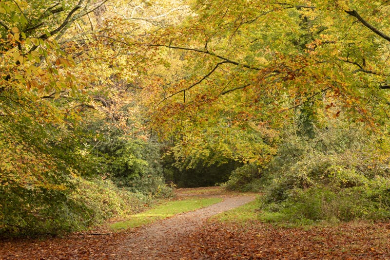 Autumn on Southampton Common Stock Photo - Image of branches, nature ...