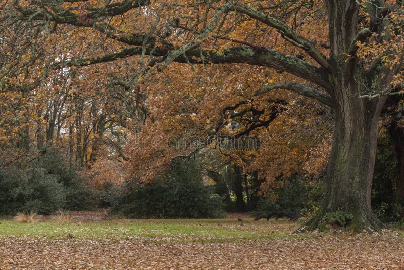 Autumn on Southampton Common Stock Image - Image of nature, branches ...