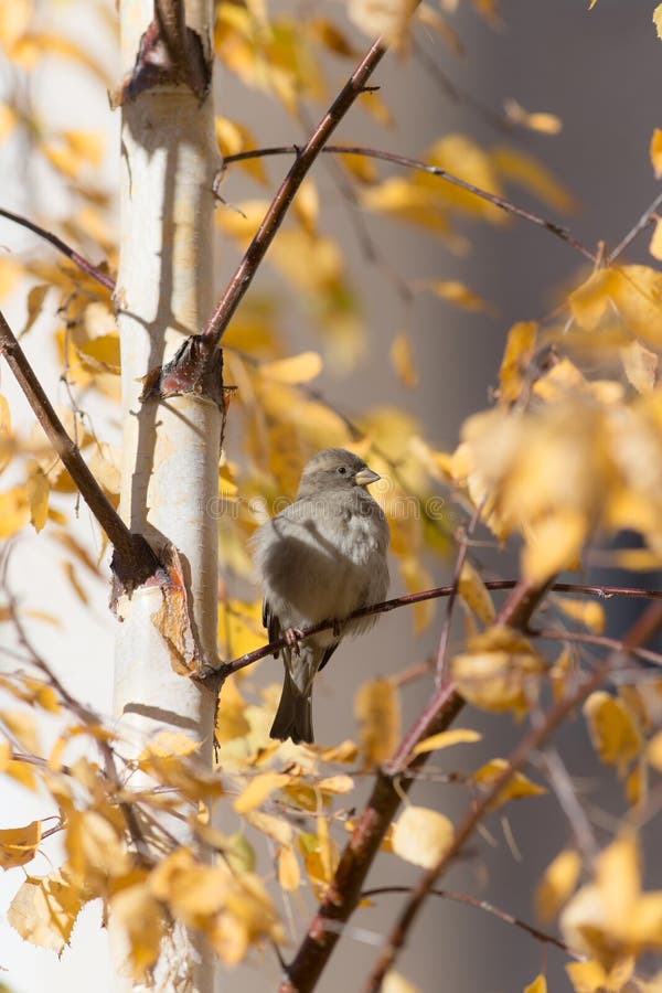 Autumn sparrow stock photo. Image of plant, outdoors - 48654722