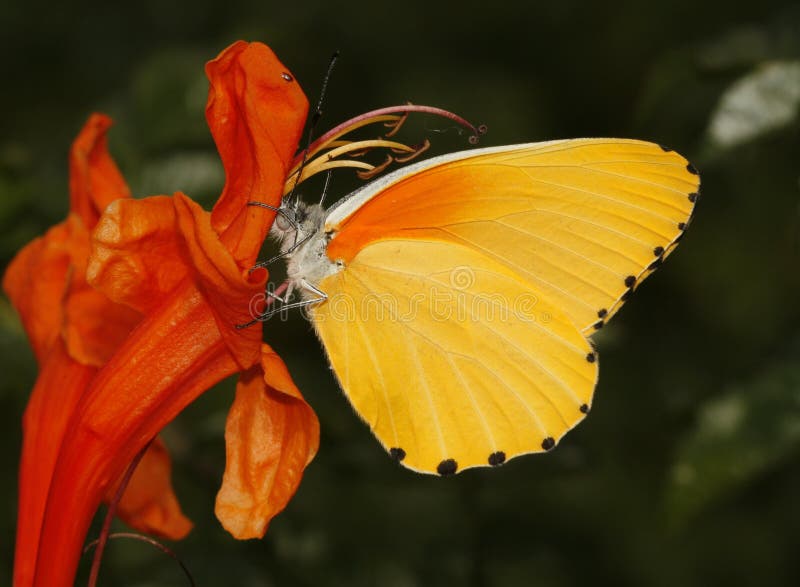 Twin Dotted Border Butterfly Stock Photo - Image of black, wings: 40209820