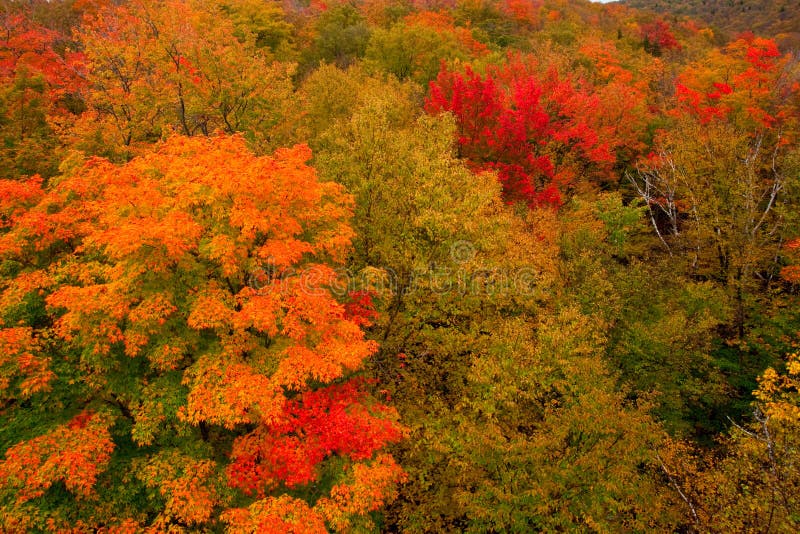 Autumn Spectacular stock image. Image of leaves, england - 11563409