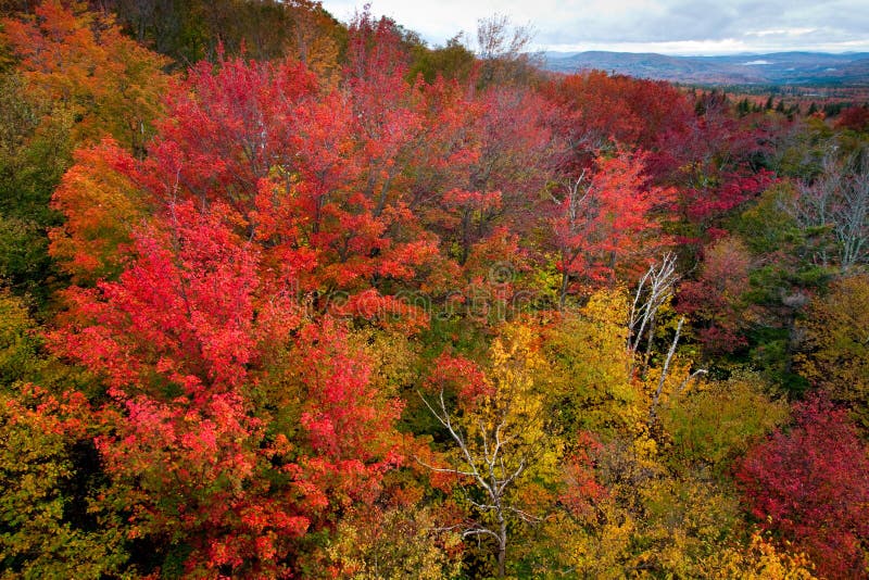 Fall foliage stock photo. Image of autumn, color, foliage - 25714