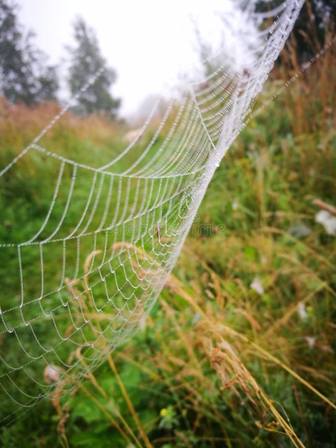 Spider at work stock photo. Image of arachnid, fang, prey - 3875622