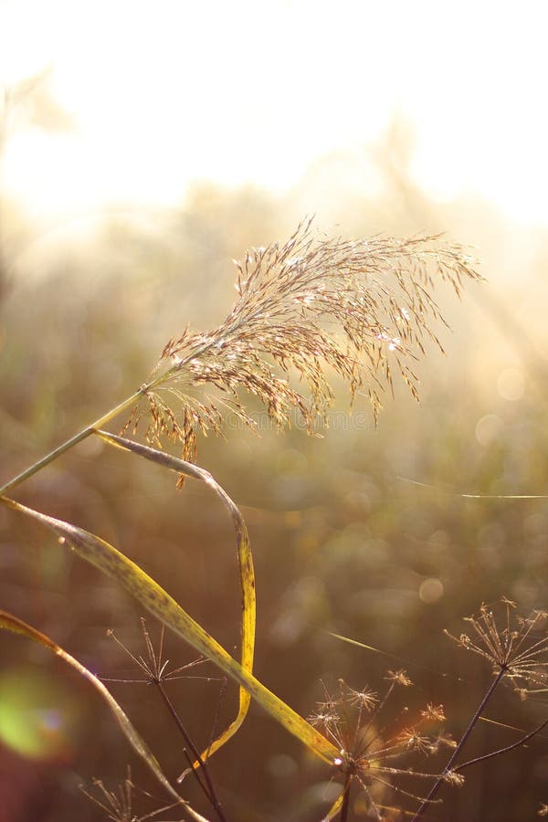 Autumn spike stock image. Image of plant, heat, autumn - 57405559