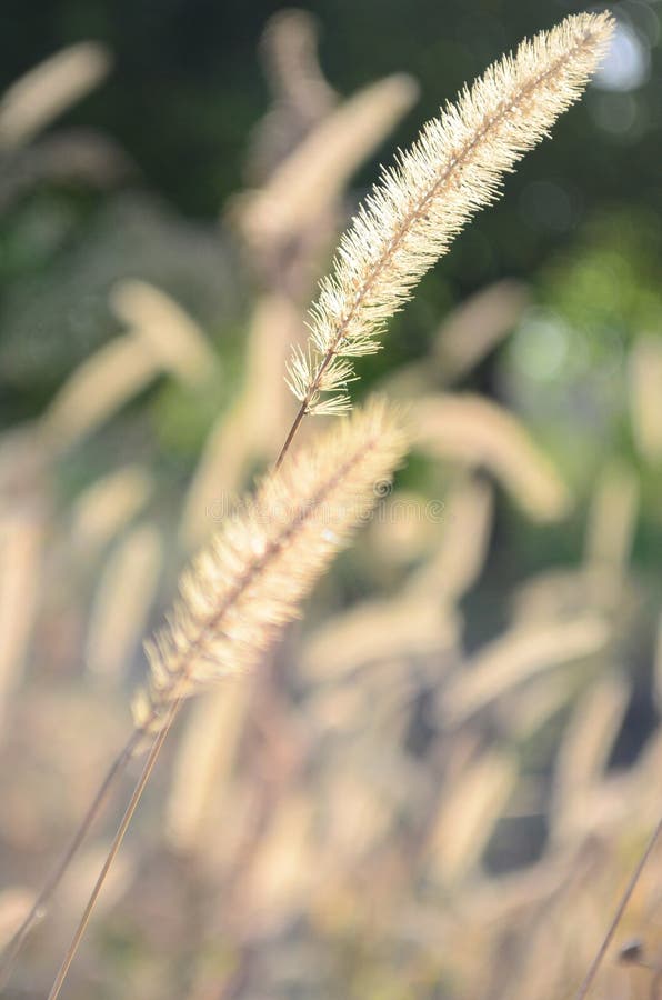 Autumn spikelets stock photo. Image of blossomed, beautiful - 107921536