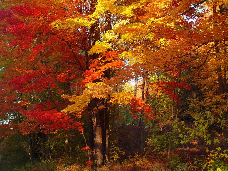 Autumn Splendor stock photo. Image of leaf, gold, fall - 250854