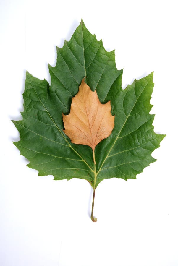 Autumn and spring stock image. Image of autumn, focus - 45387153