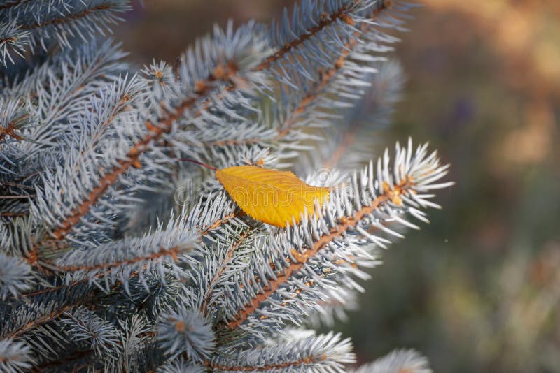 Autumn Spruce Branches with Yellow Fallen Leaves Stock Photo - Image of ...