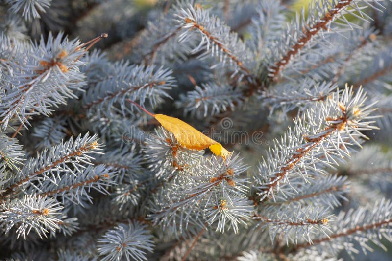 Autumn Spruce Branches with Yellow Fallen Leaves Stock Image - Image of ...