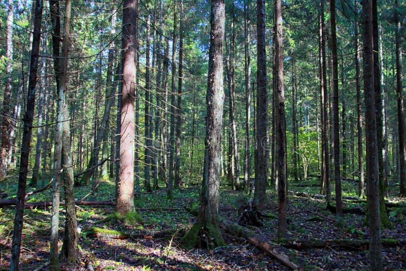 Autumn Spruce Forest in Autumn in September Stock Photo - Image of view ...