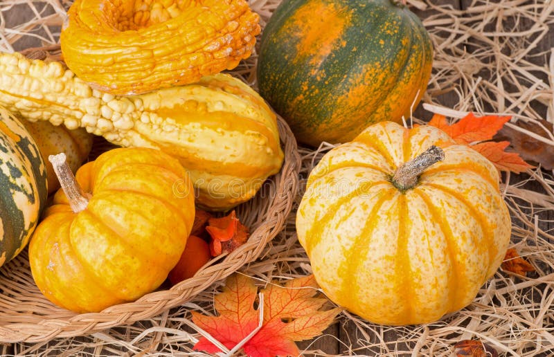 Autumn Squash Closeup imagen de archivo. Imagen de cosecha - 59320263