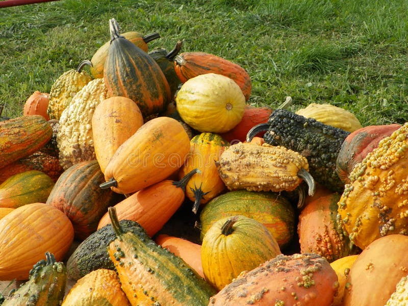 Autumn Squash stock photo. Image of colors, columbus - 38846686