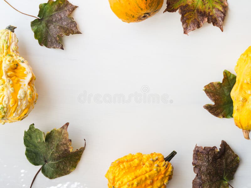 Autumn Squash and Leaves White Background Stock Photo - Image of squash ...