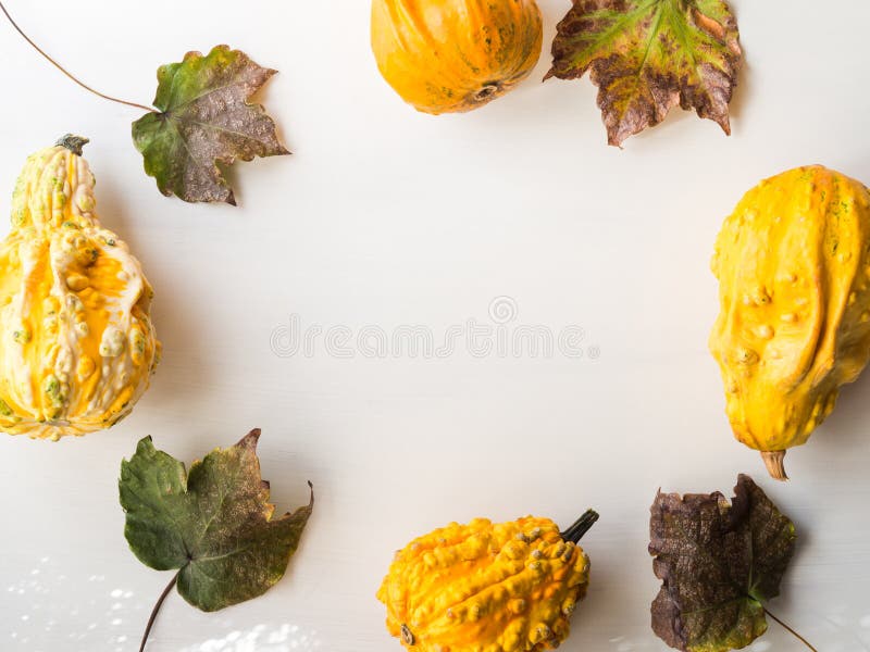 Autumn Squash and Leaves White Background Stock Photo - Image of ...