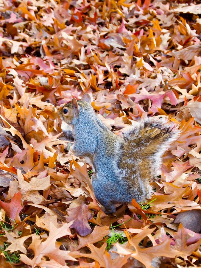 Autumn Squirrel stock photo. Image of color, woods, colour - 22151480