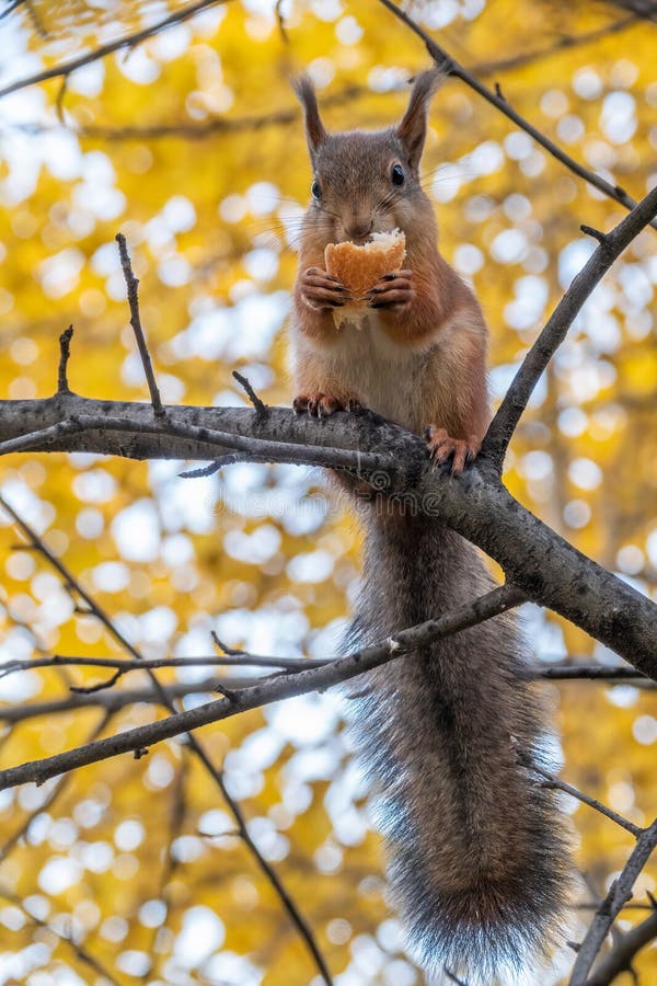 Autumn Squirrel stock photo. Image of gray, squirrel, mammal - 2526920