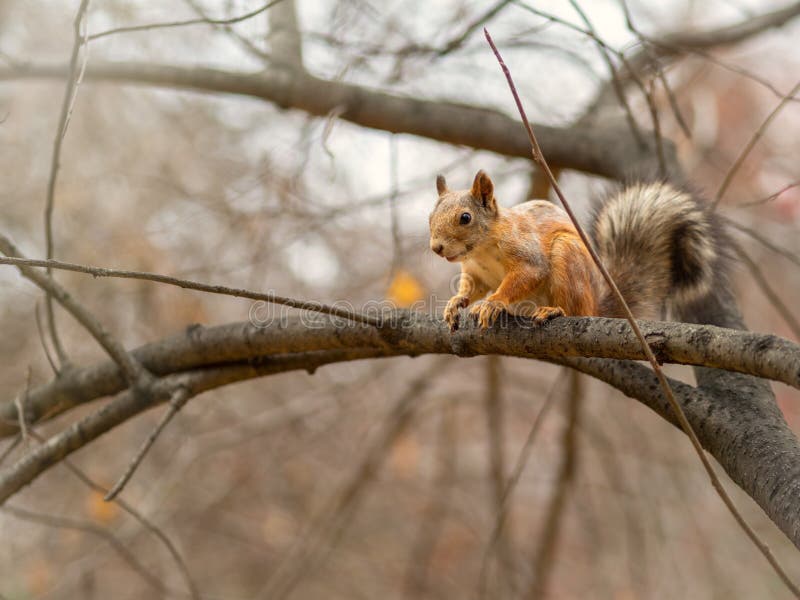 Autumn Squirrel stock photo. Image of gray, squirrel, mammal - 2526920