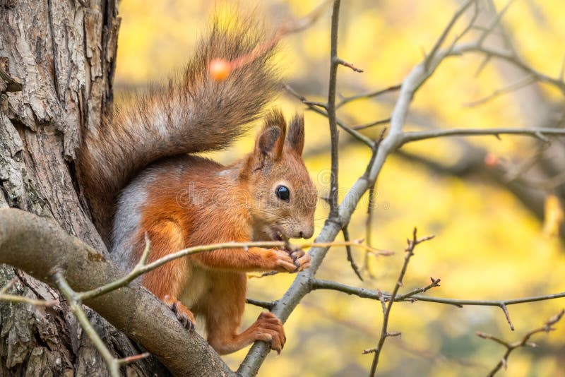 Autumn Squirrel stock photo. Image of gray, squirrel, mammal - 2526920