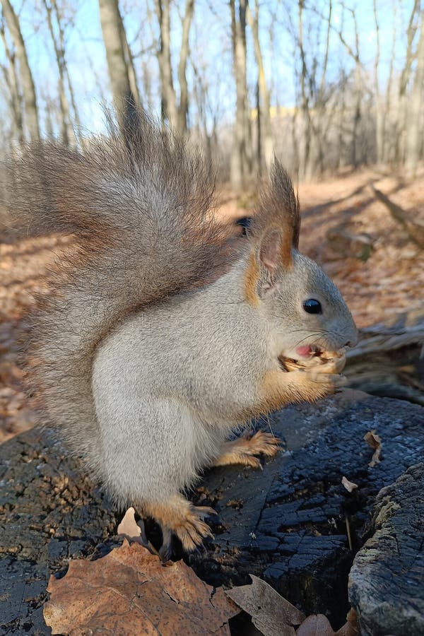 Hungry Squirrel Showed Sharp Biting a Nut in a Shell Stock Photo ...
