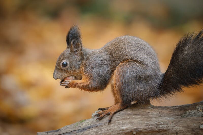 Autumn red squirrel stock image. Image of fall, curious - 47012653