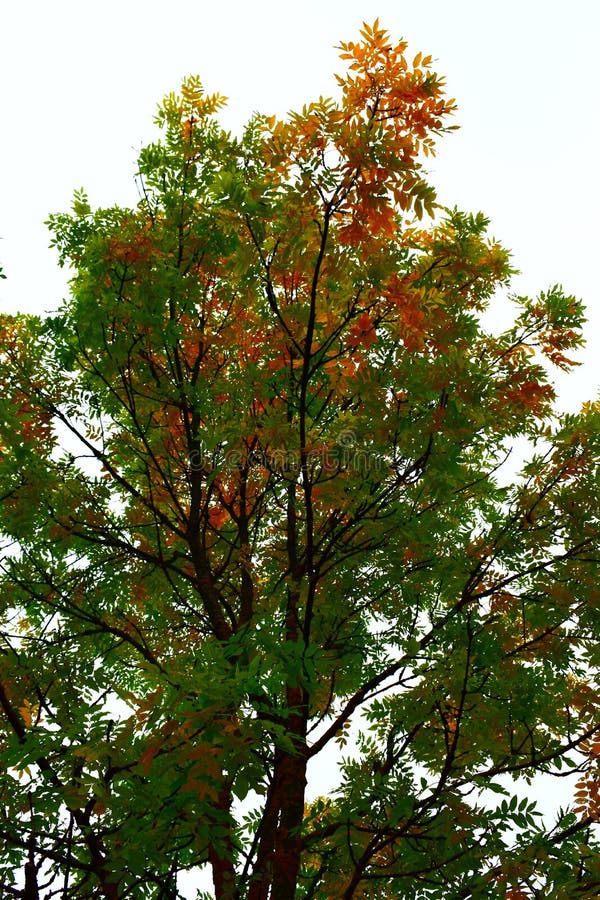 Autumn Starting on the Side of One Tree Stock Photo - Image of yellow ...