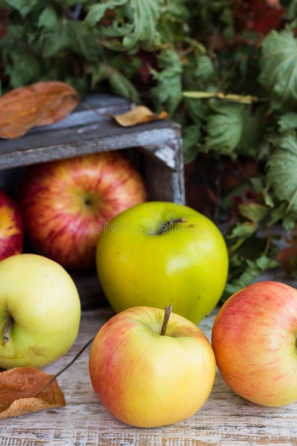 Apples in a Box on the Background of Autumn Leaves Stock Photo - Image ...