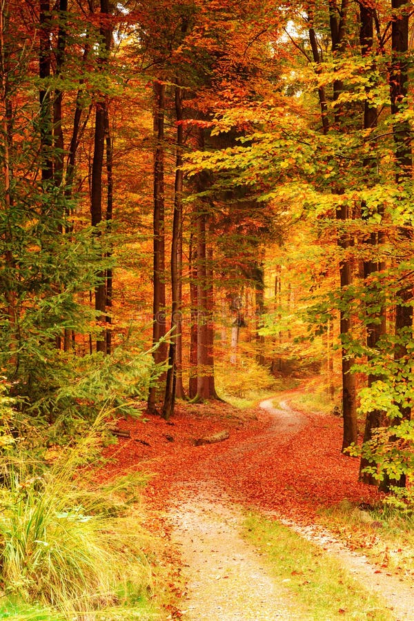 Autumn Still life stock image. Image of forest, road - 45886505