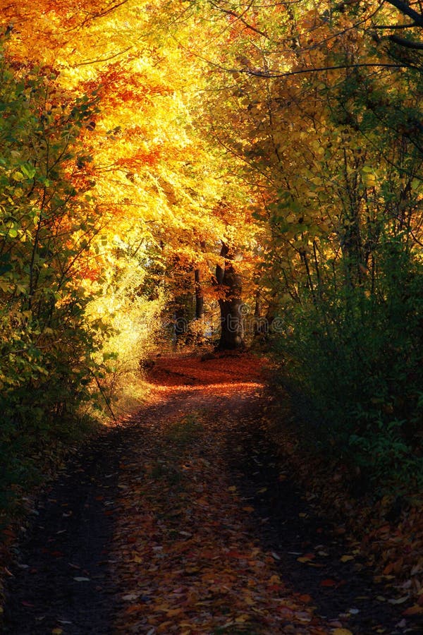 Autumn still life stock photo. Image of outdoor, forest - 34652986