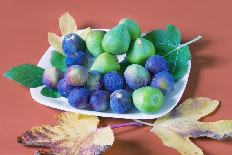Autumn Still Life. Fresh Figs on the Plate Stock Image - Image of fall ...