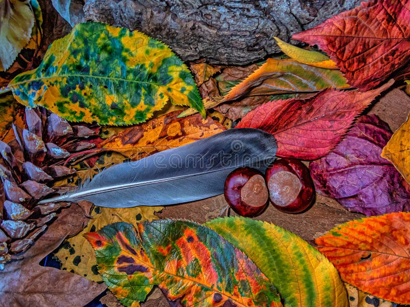 Autumn still life stock photo. Image of colorful, autumn - 295032744