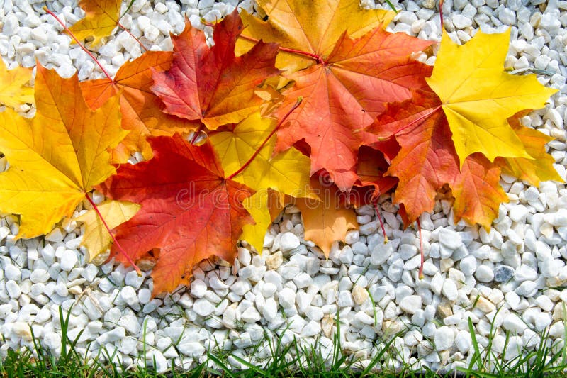 Autumn Still Life of Maple Leaves. Warm Colors of Autumn Stock Photo ... Autumn Still Life of Maple Leaves. Warm Colors of Autumn Stock Photo ...